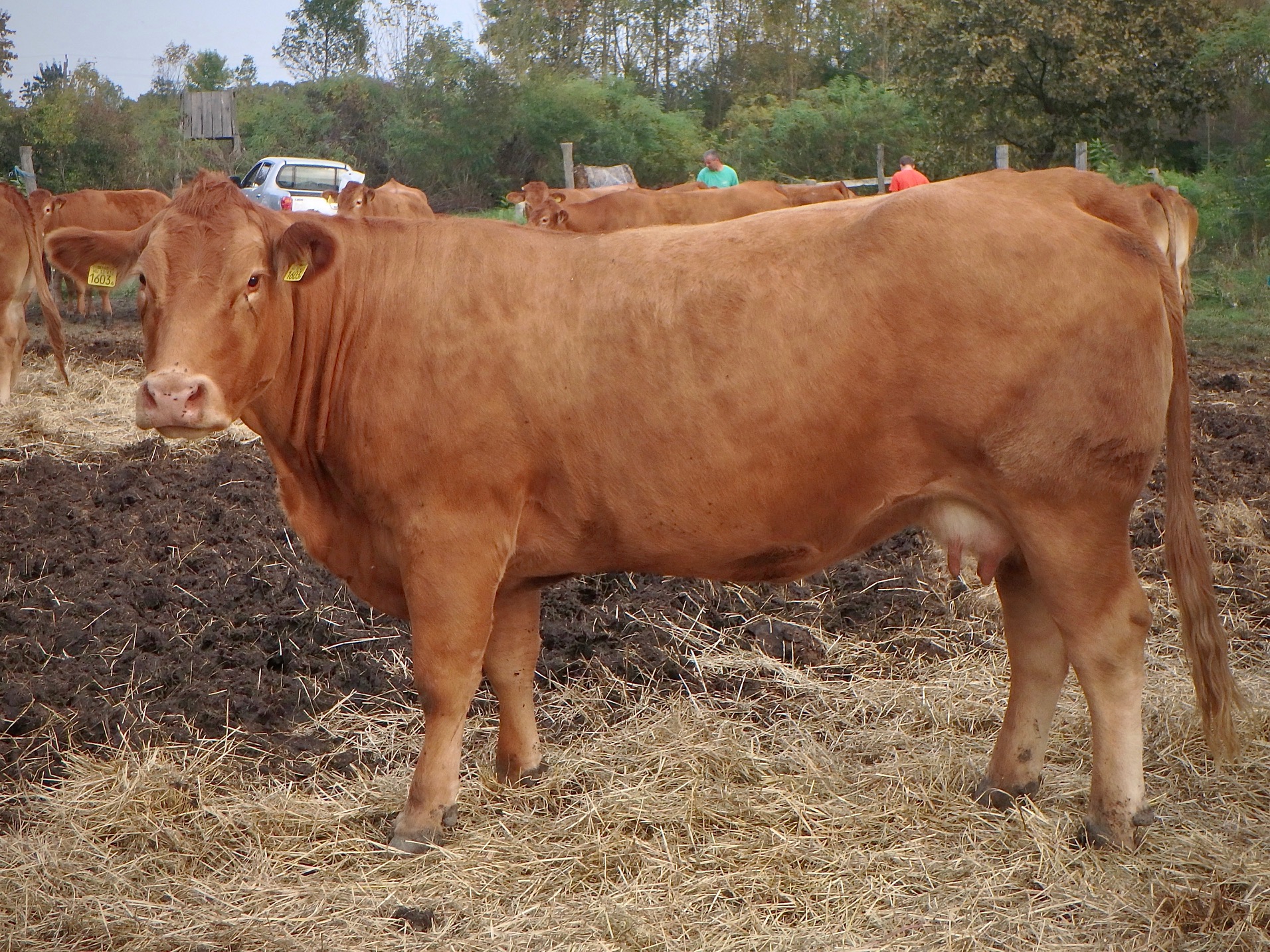 Bikáink és teheneink | Mozsi major