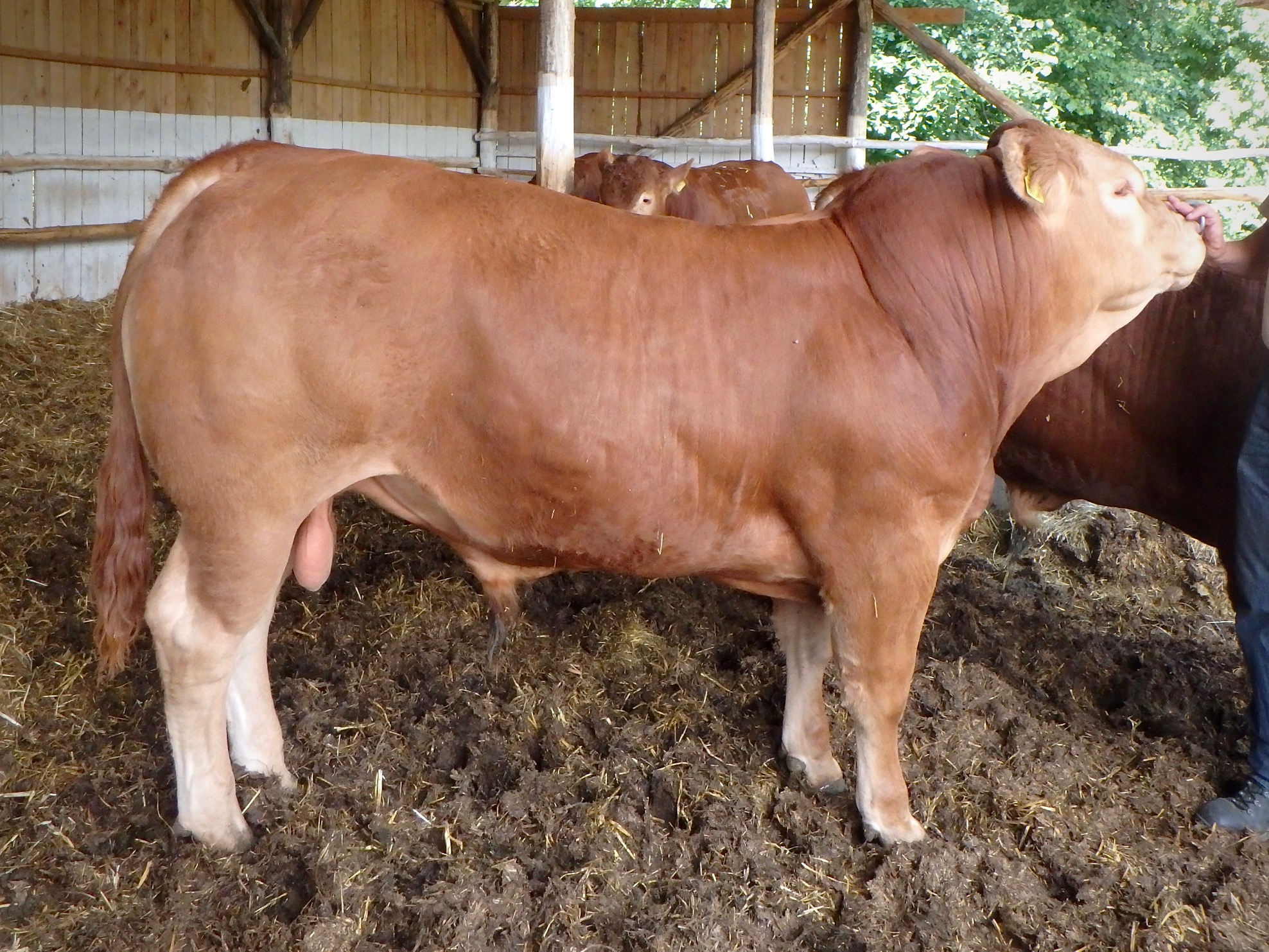 Bátor – Mozsi Major