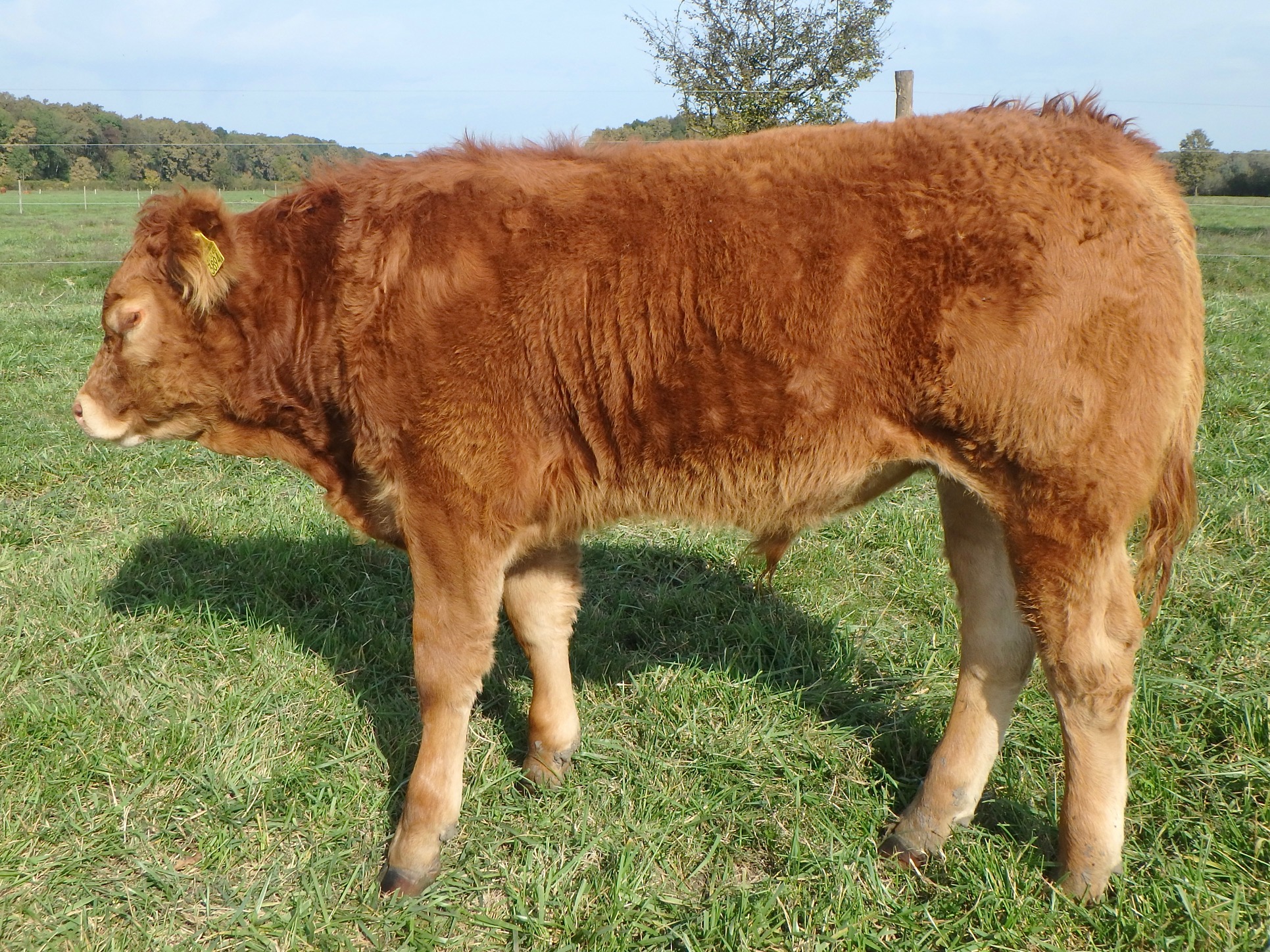 Balázs | Mozsi major