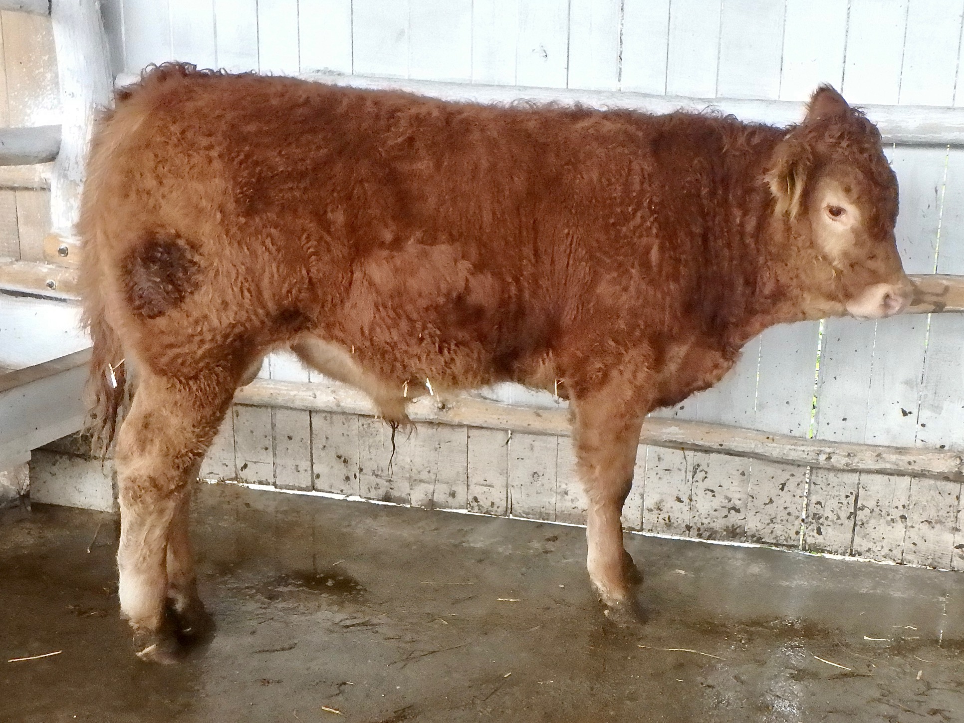 Balázs – Mozsi Major