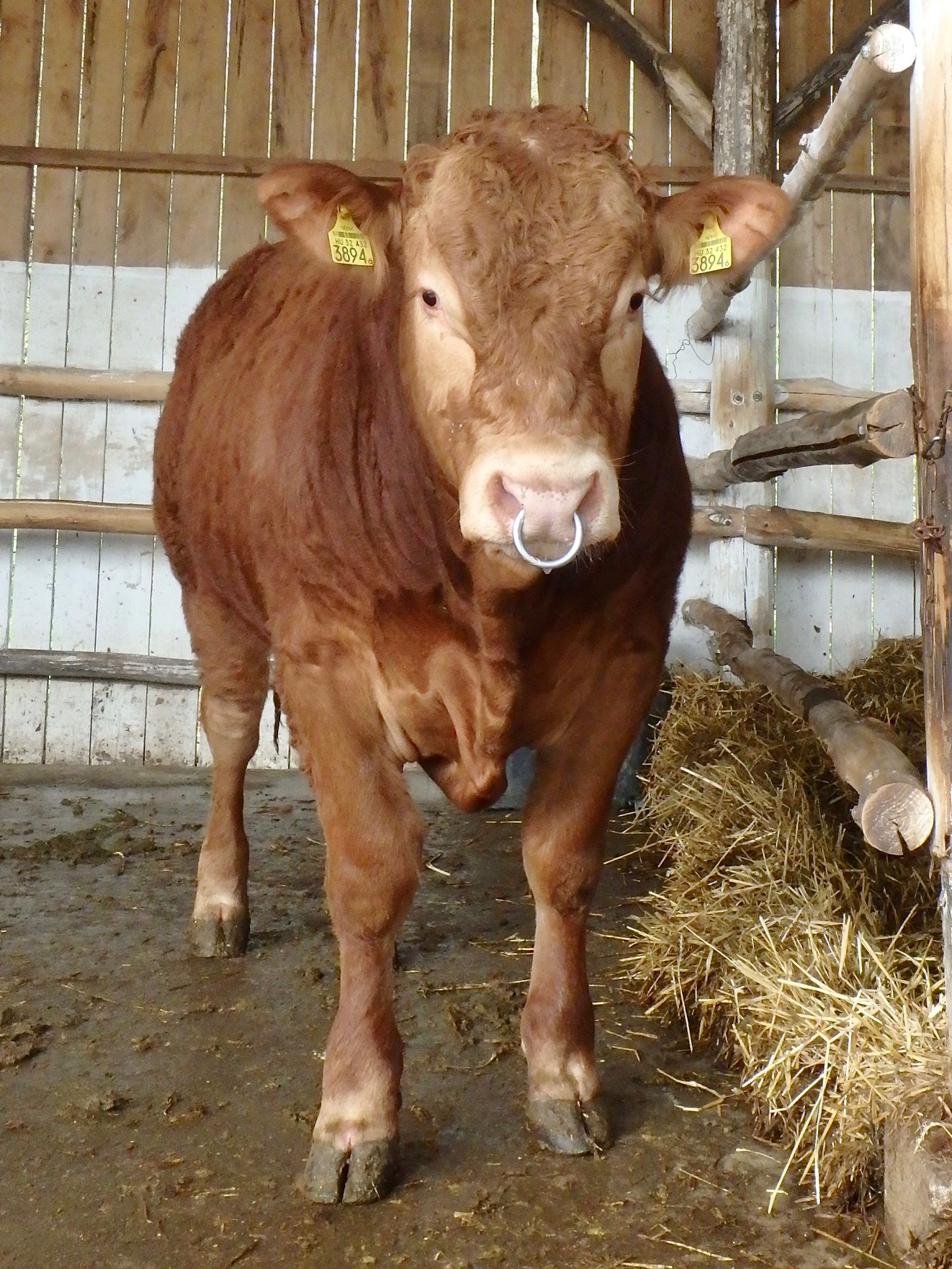 Balázs – Mozsi Major