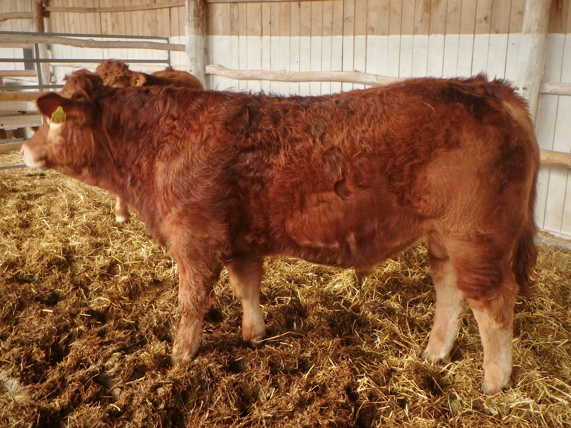 Ambrus – Mozsi Major